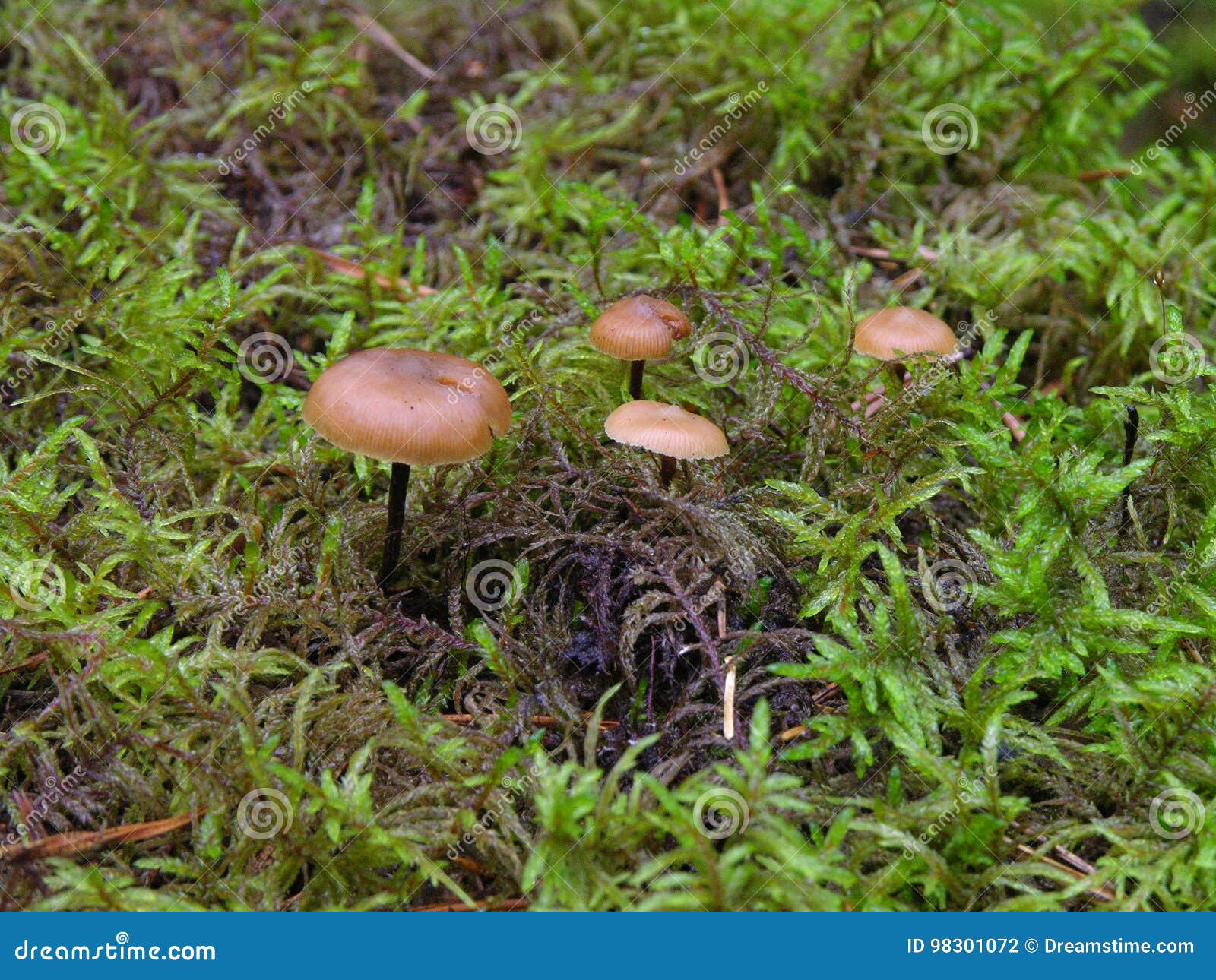 Four mushrooms stock photo. Image of closeup, forest - 98301072