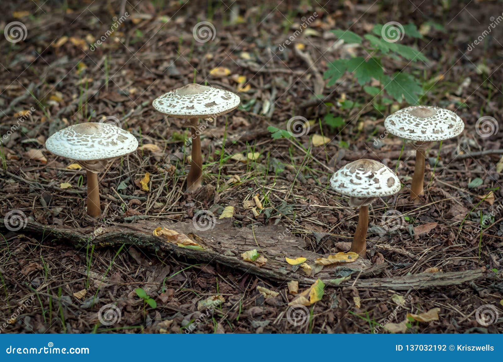 Four Mushrooms in the Leaf Litter Stock Photo - Image of danger, forest ...