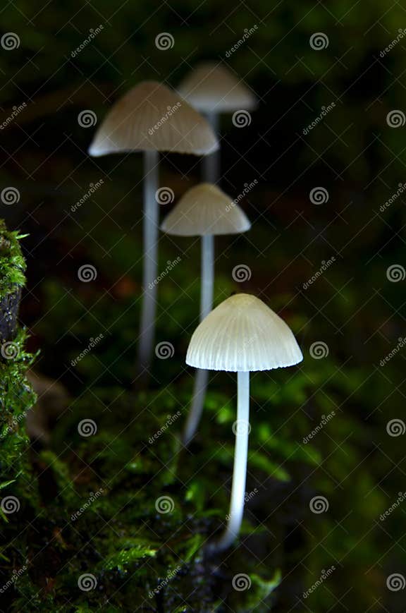 Four Mushrooms stock photo. Image of macro, nature, summer - 77619730