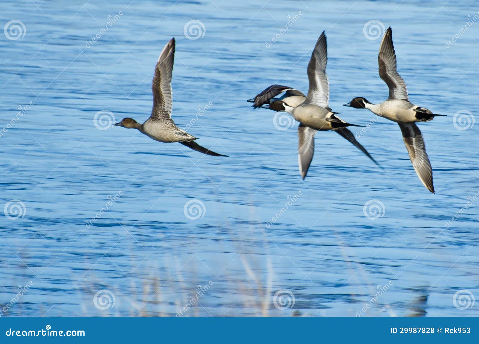 Northern Pintails Flying Over Blue Water Stock Photo - Image of wild ...