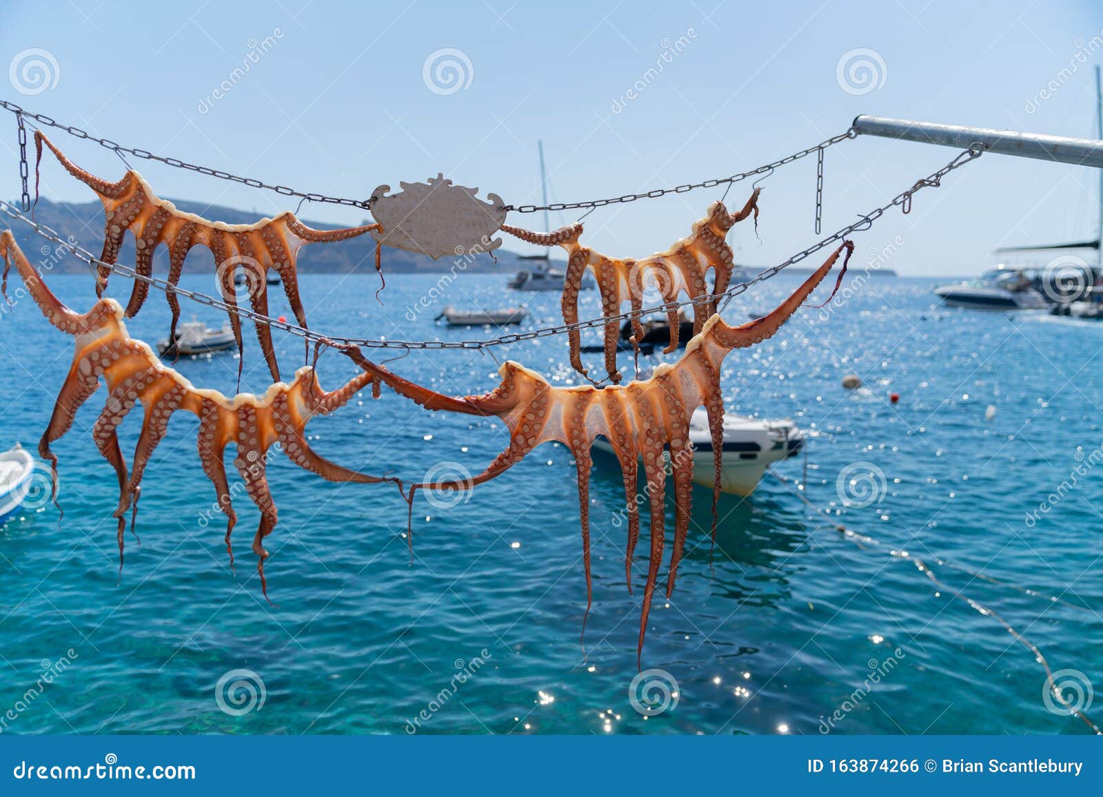 Four Octopus Hanging Drying in Sun Typical Medeterranean Style Stock ...