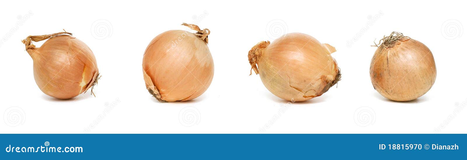 Four onions stock photo. Image of goodness, bulbs, fresh - 18815970