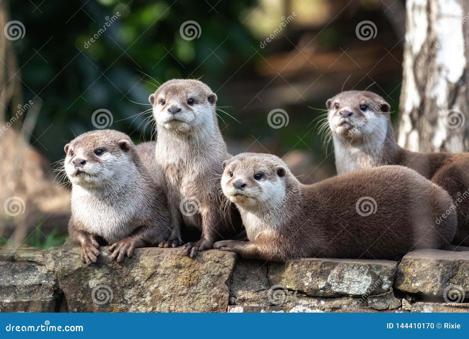 Four Oriental Small-clawed Otters Stock Photo - Image of nature ...