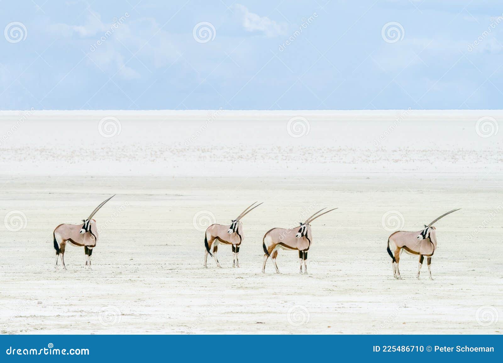 Four Oryx Looking Back at the Herd Stock Photo - Image of buck, arid ...