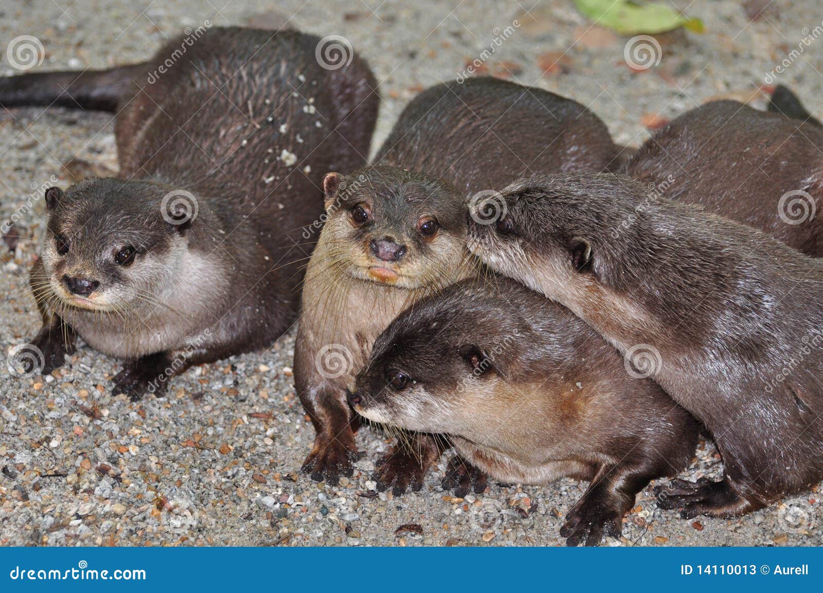 Four otters stock image. Image of cute, aquatic, fauna - 14110013