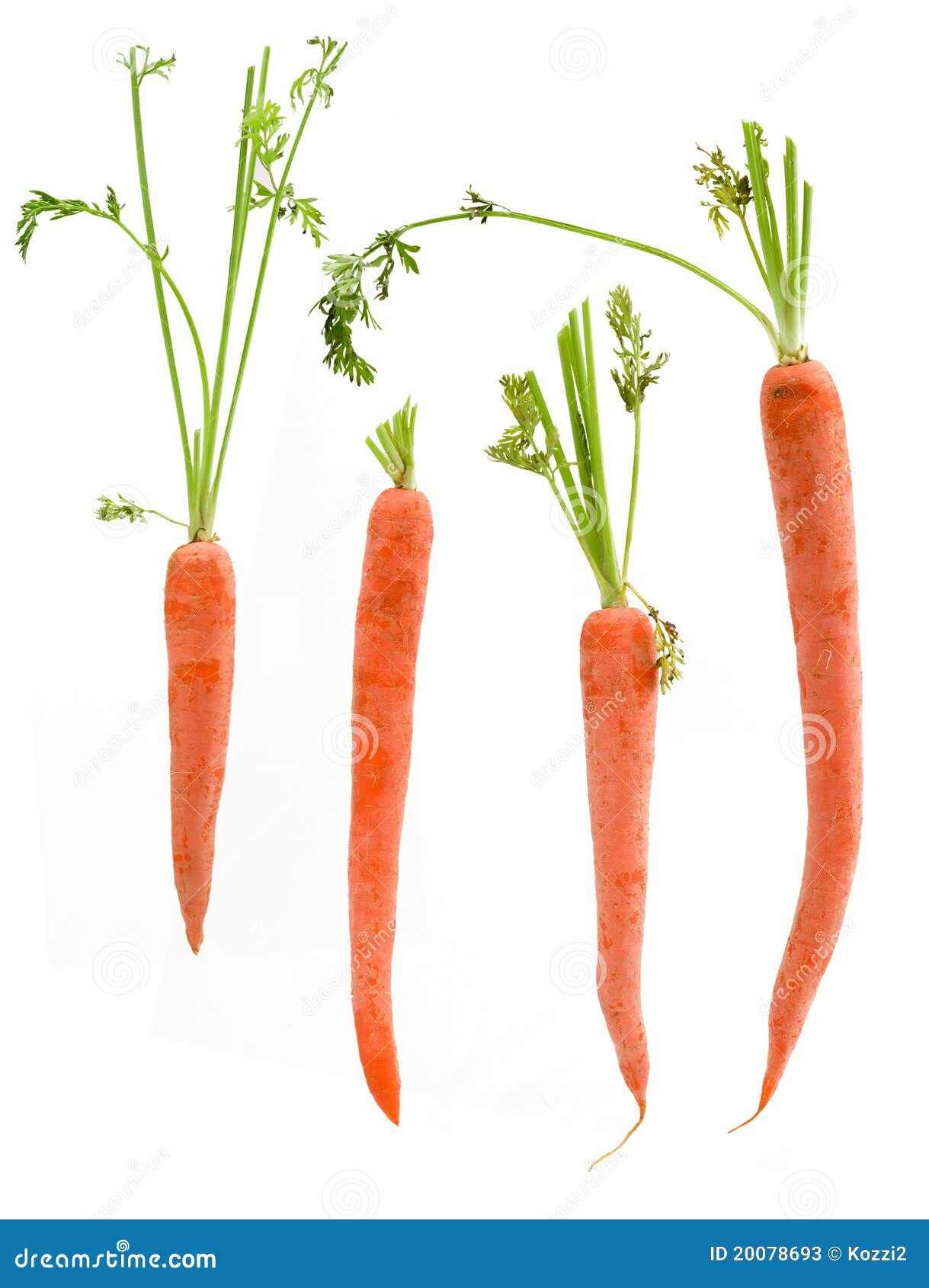 Four Packed Carrots stock image. Image of fresh, health - 20078693
