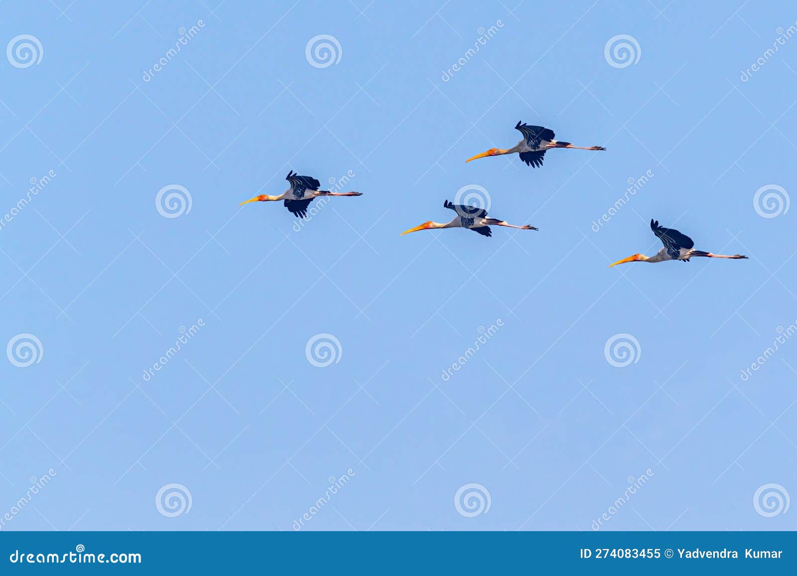 Four Painted Storks flying stock image. Image of forest - 274083455