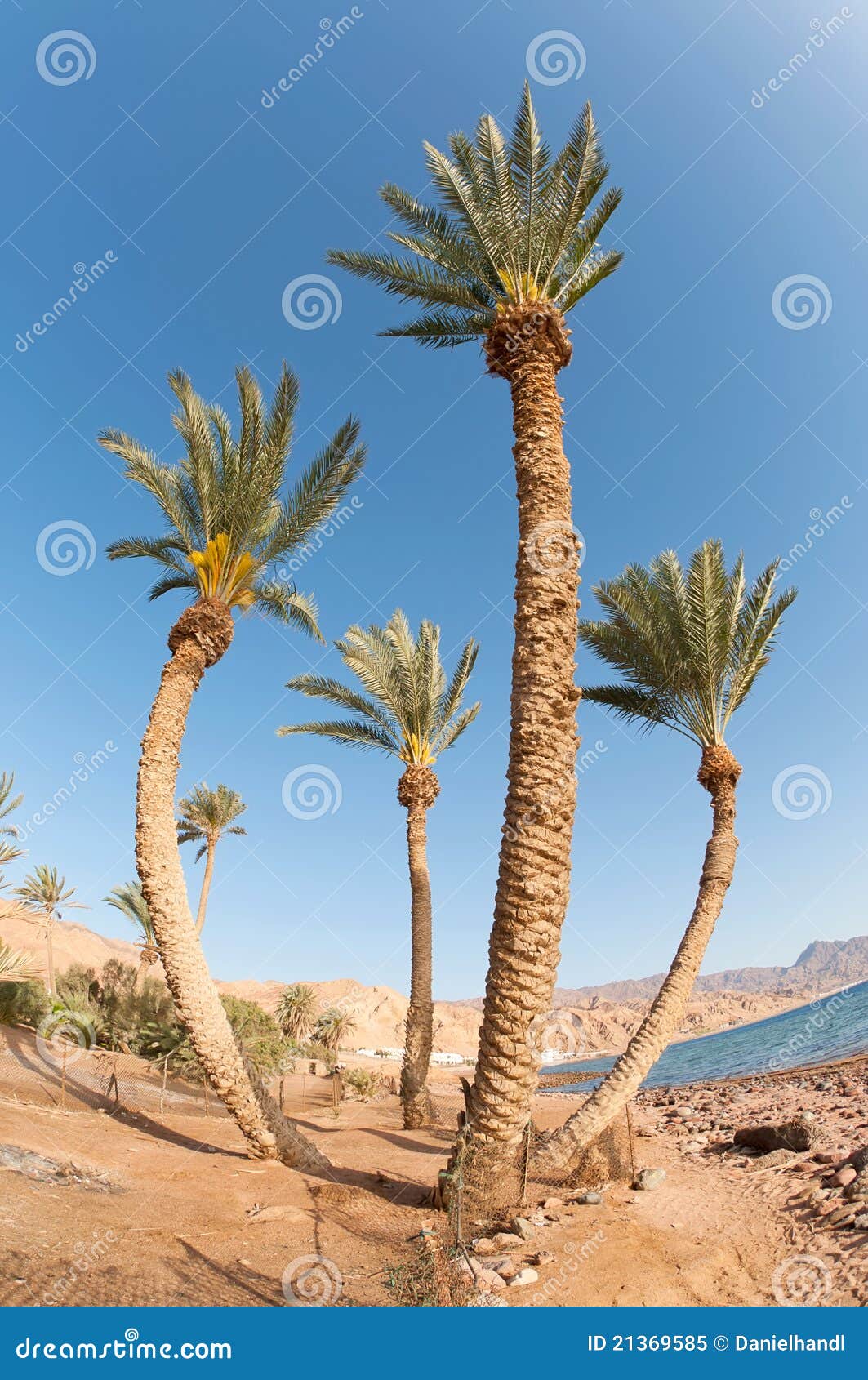 Four palm trees stock image. Image of tourist, tree, idyllic - 21369585