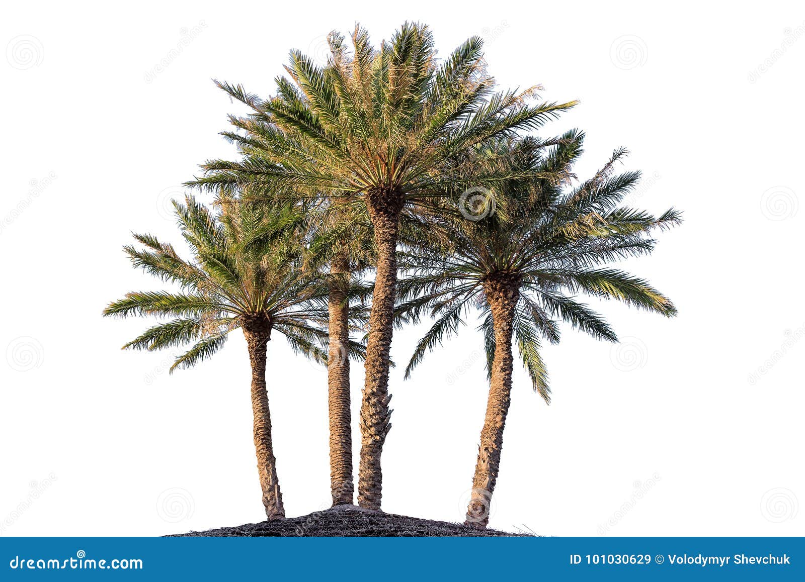 Four palm trees stock image. Image of frond, leaf, shape - 101030629