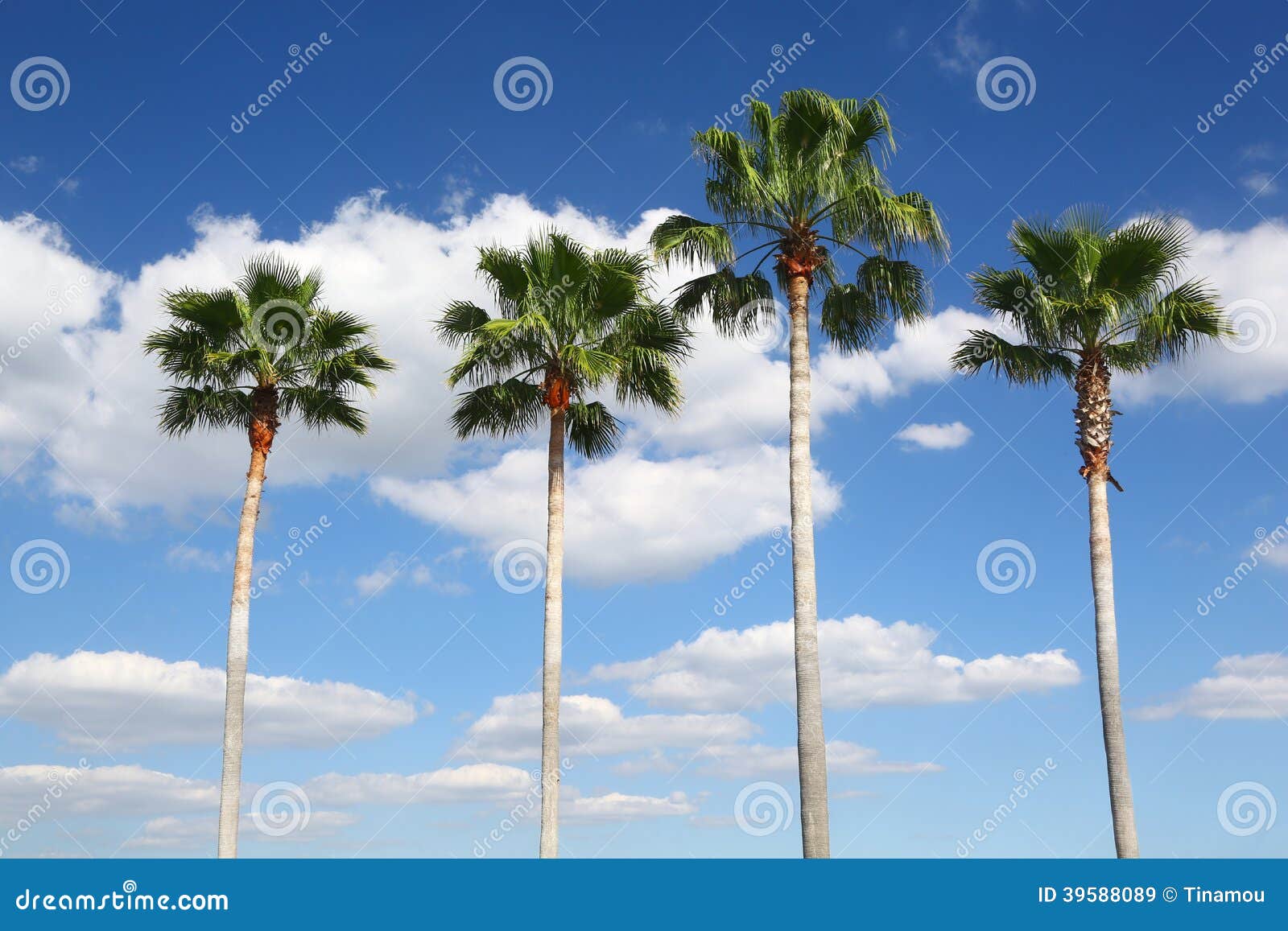 Four palm trees in a row stock image. Image of plant - 39588089
