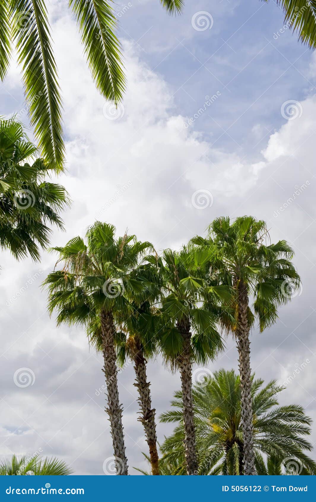 Four Palms stock photo. Image of tropics, height, high - 5056122