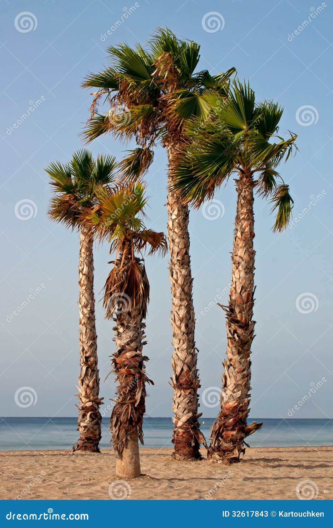 Four Palmtrees at the Beach Stock Image - Image of city, benidorm: 32617843