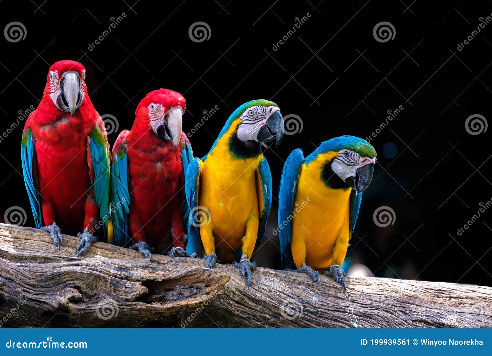 Four parrots on branch stock image. Image of pinch, four - 199939561