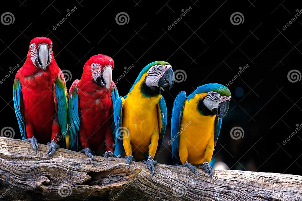 Four parrots on branch stock image. Image of pinch, four - 199939561