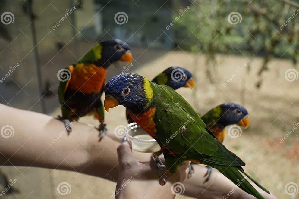 Four Parrots Sitting on Hand Stock Image - Image of blue, orange: 290973499