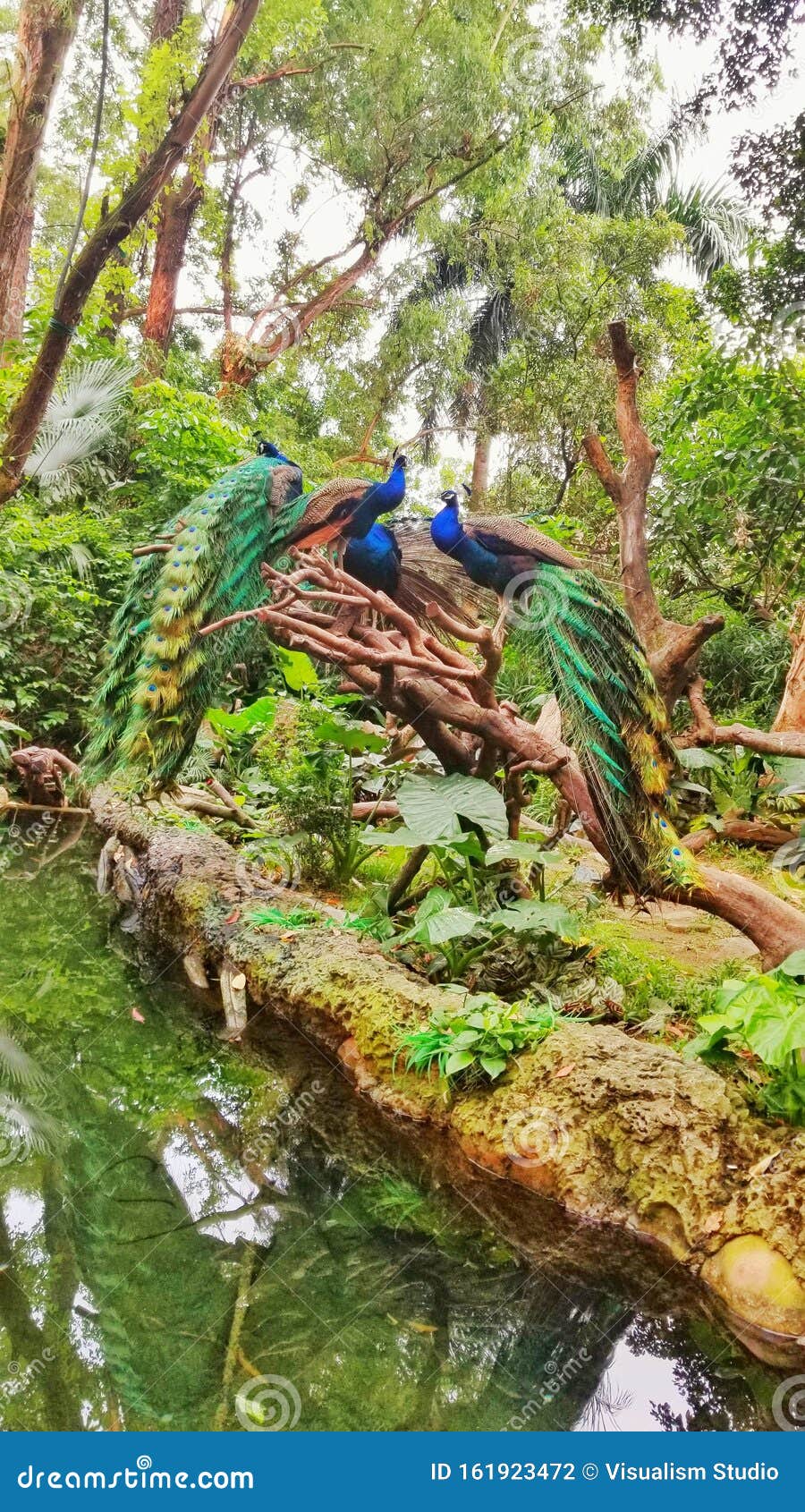 Four Peacocks are Perched on a Trunk with Beautiful Feathers Stock ...