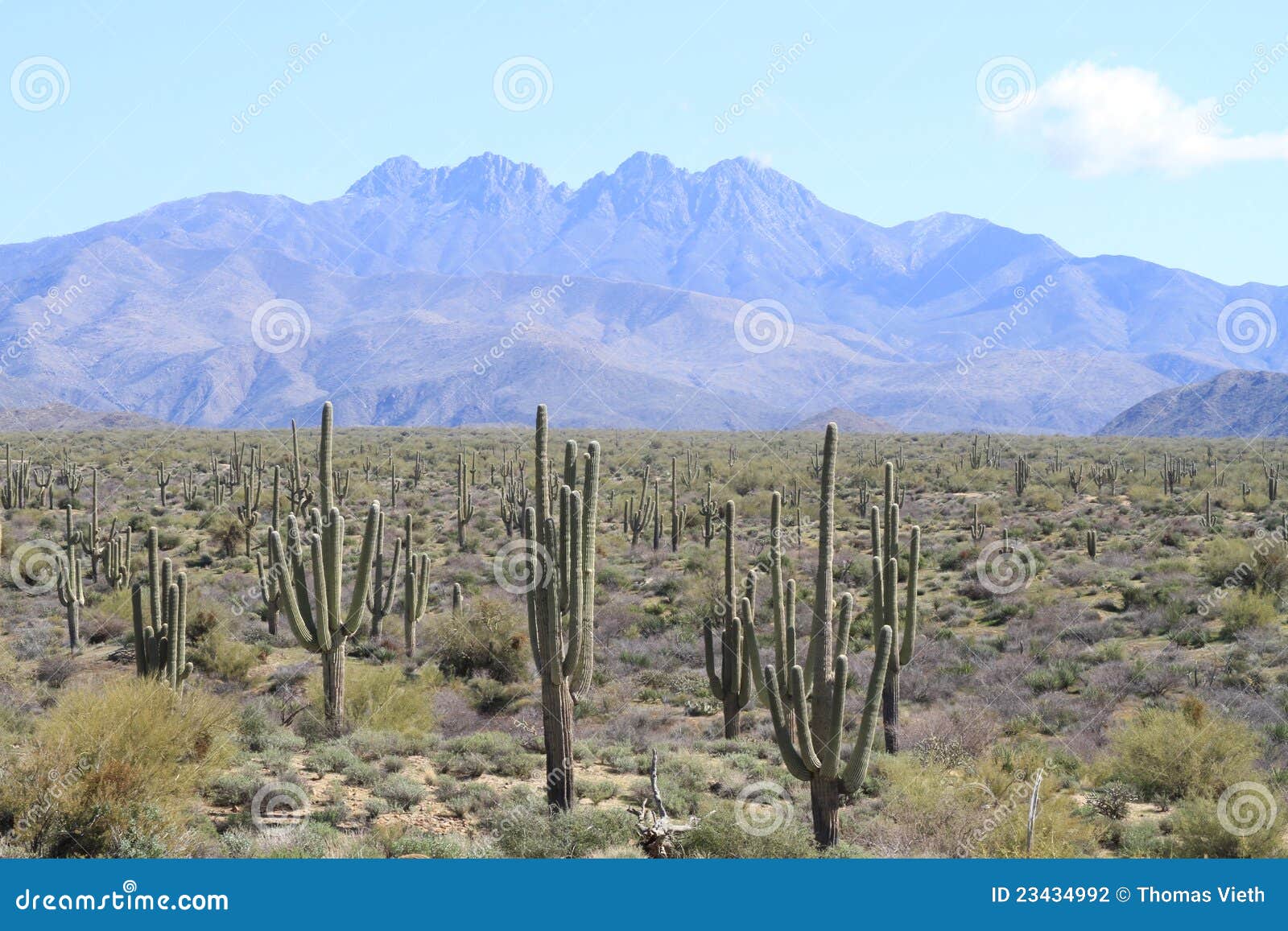 Arizona: Four Peaks and Cacti Landscape Stock Photo - Image of range ...