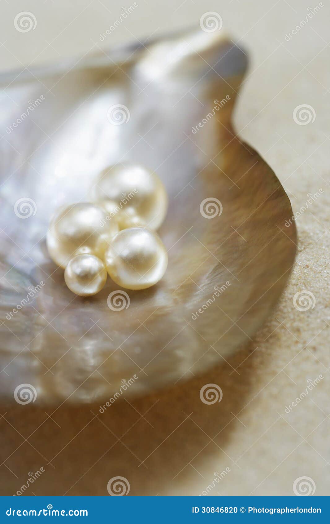 Four Pearls in Open Oyster Shell on Beach Close Up Elevated View Stock ...