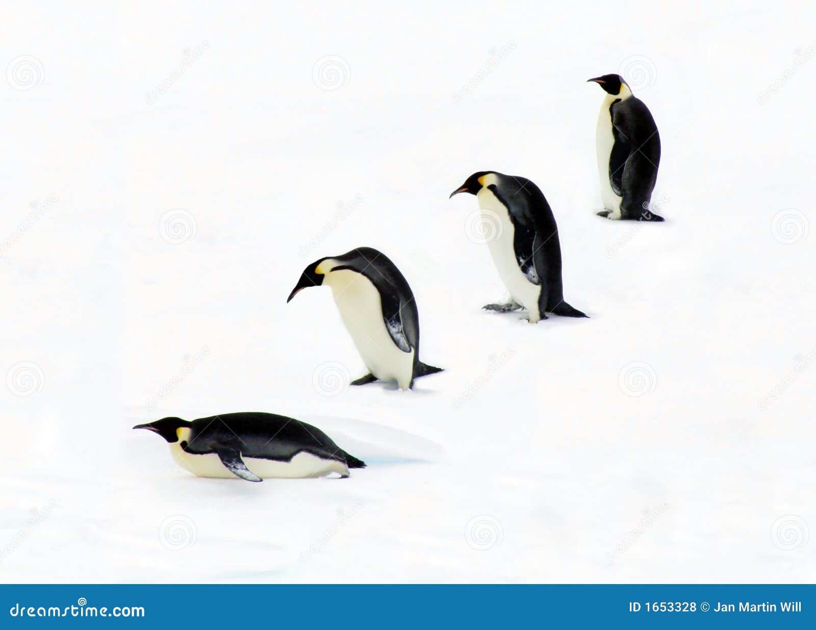 Four Penguins stock photo. Image of four, balance, evolution - 1653328