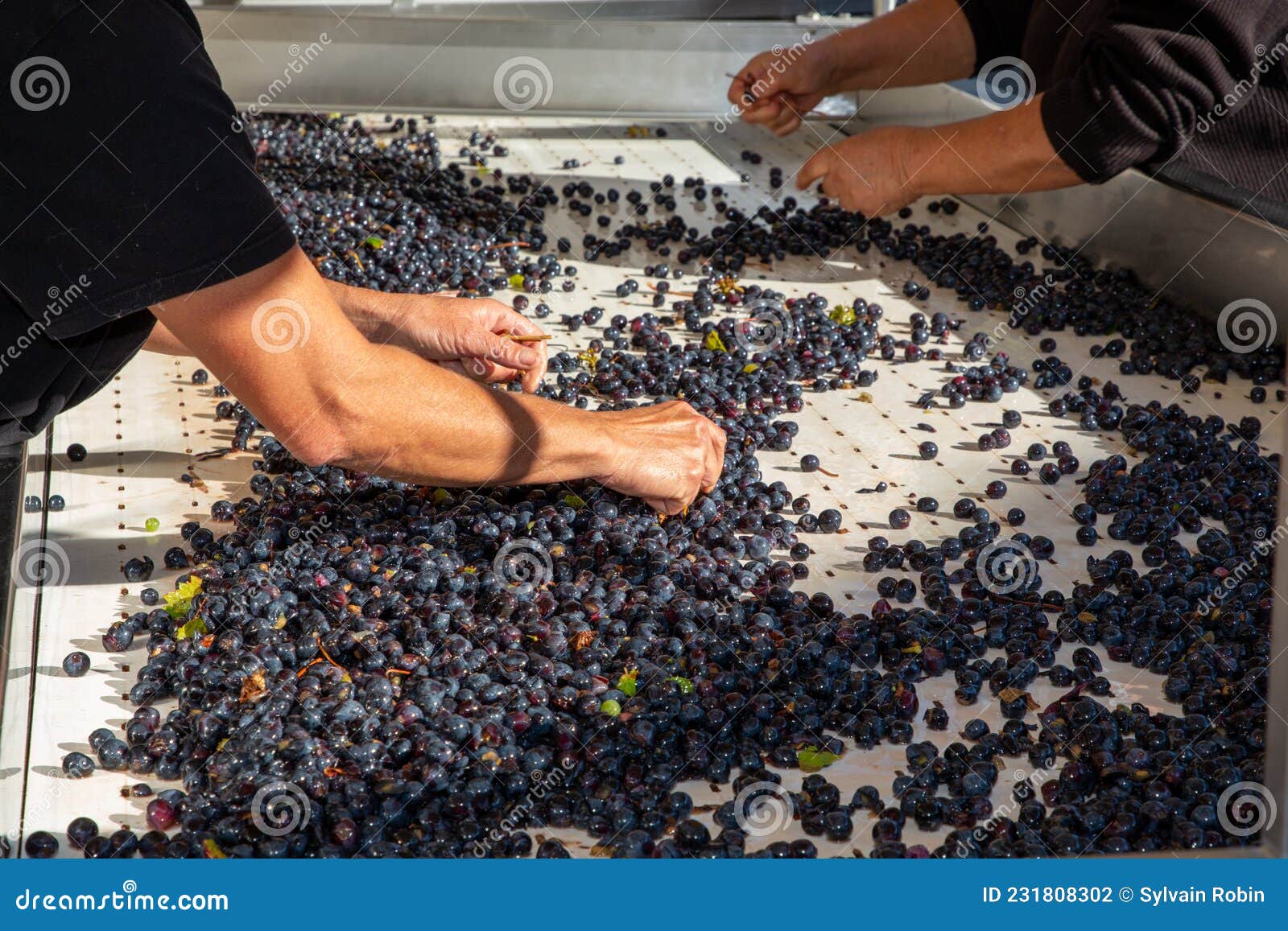 People Hands Sorting the Grapes in Steel Winery Machine with Red Grape ...