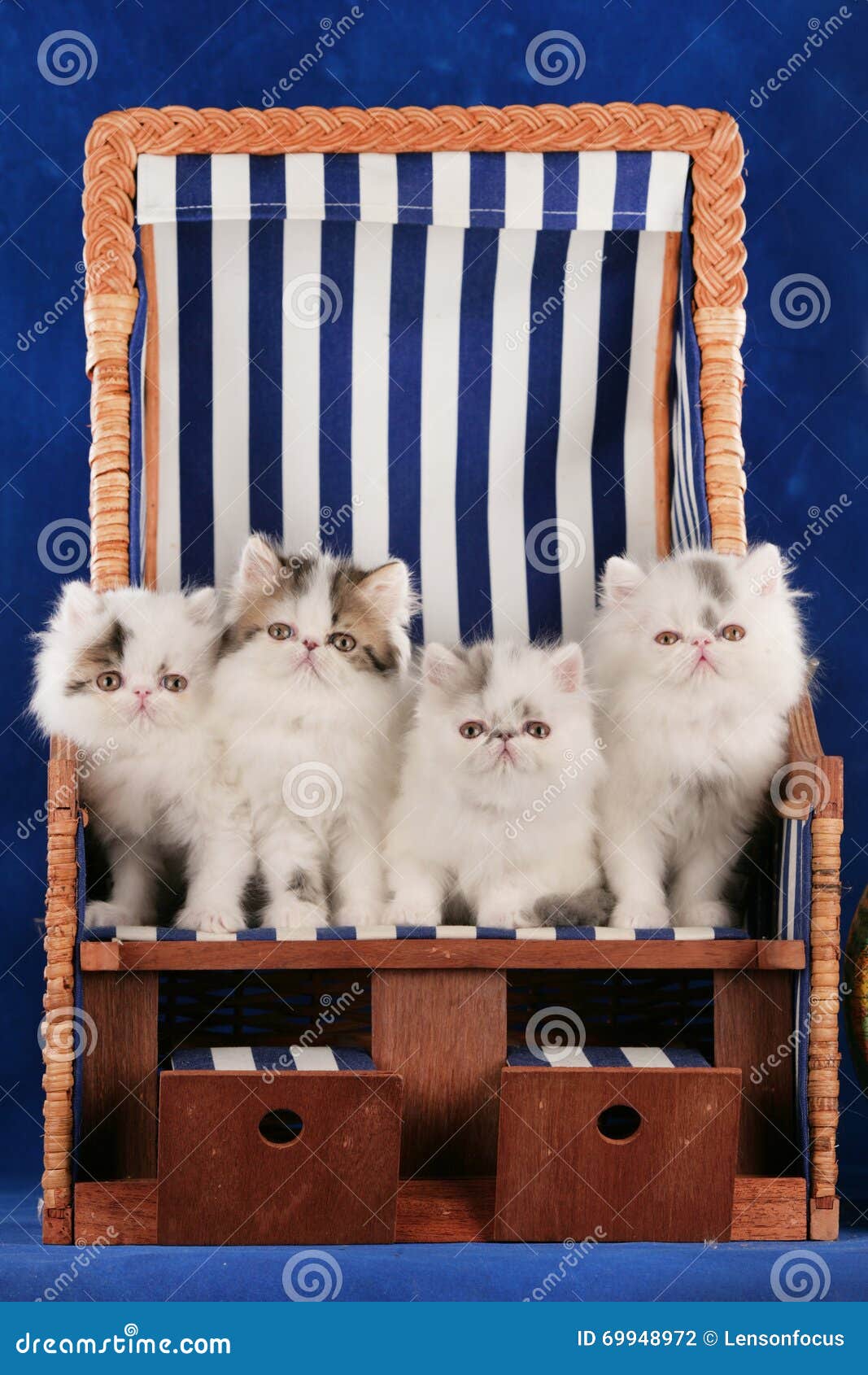 Four Persian Kitten Sitting in a Deck Chair Stock Photo - Image of ...