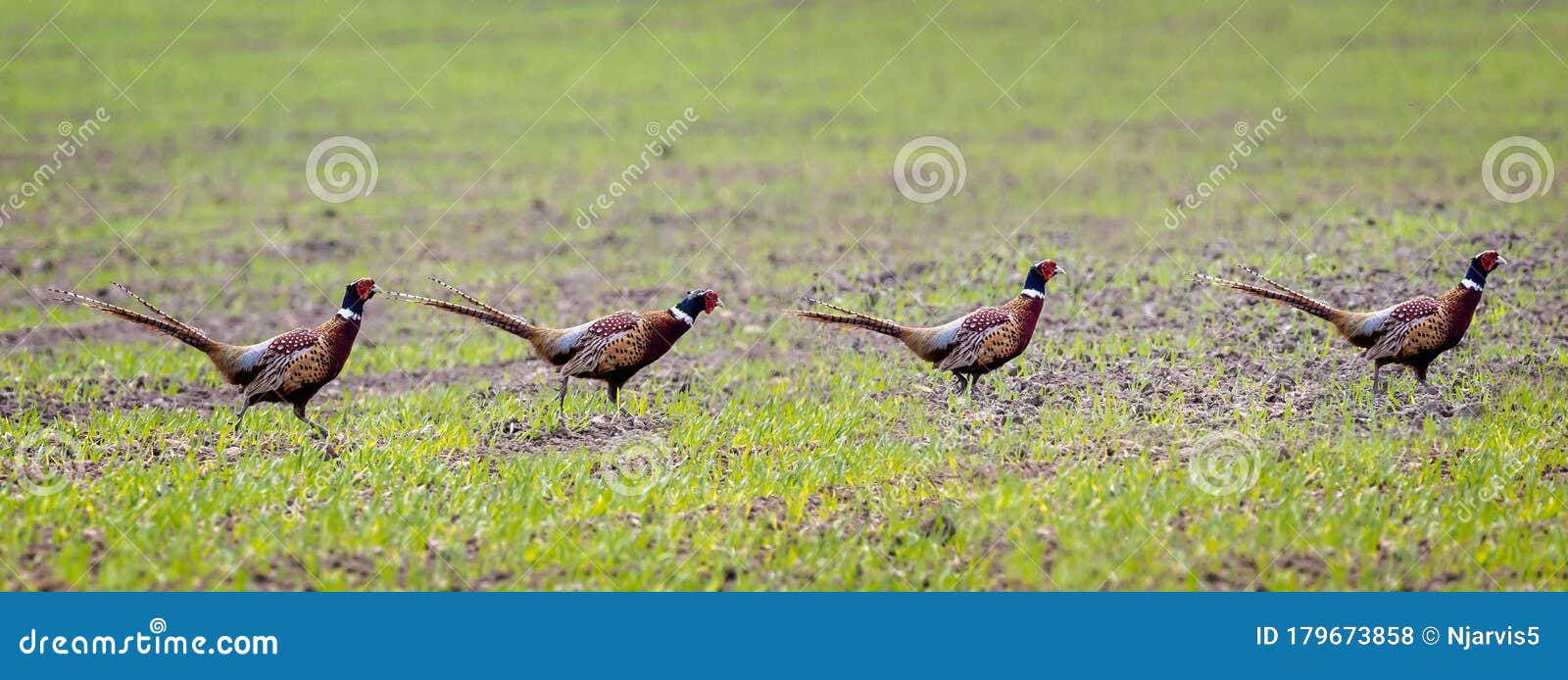 Four Pheasants in a Row Running Across a Field Stock Photo - Image of ...
