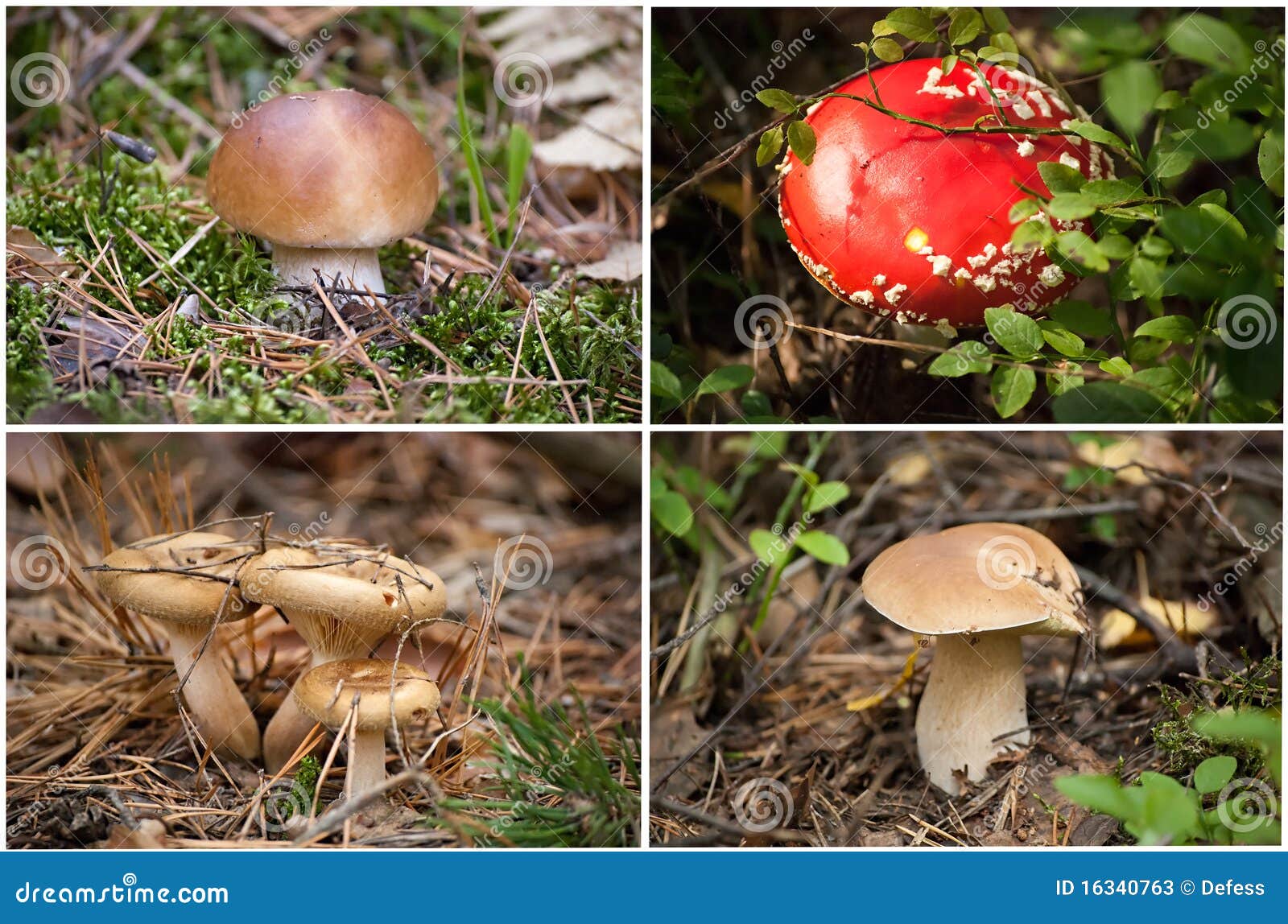 Four Pictures of Mushrooms. Collage. Stock Image - Image of fungus ...