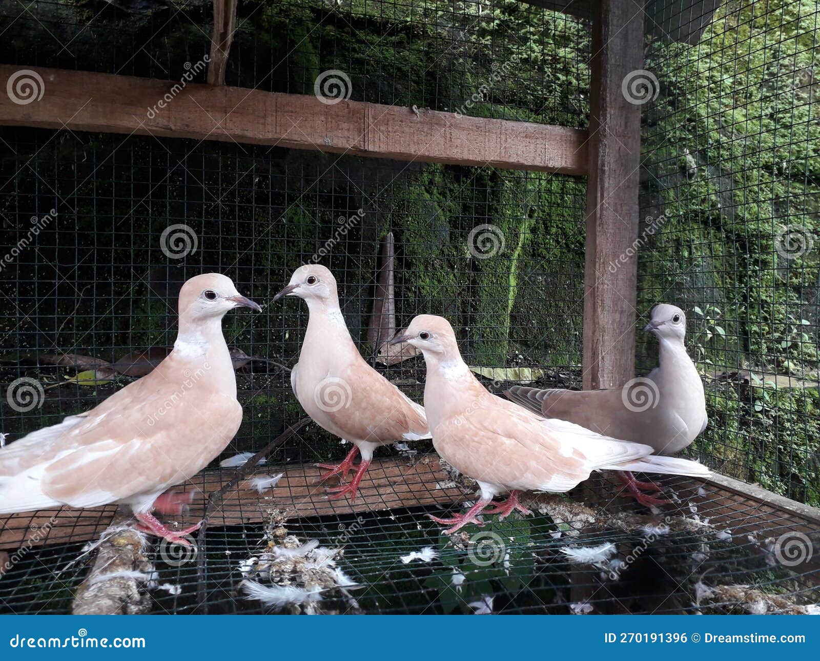 Four pigeons in a cage stock photo. Image of mail, duck - 270191396