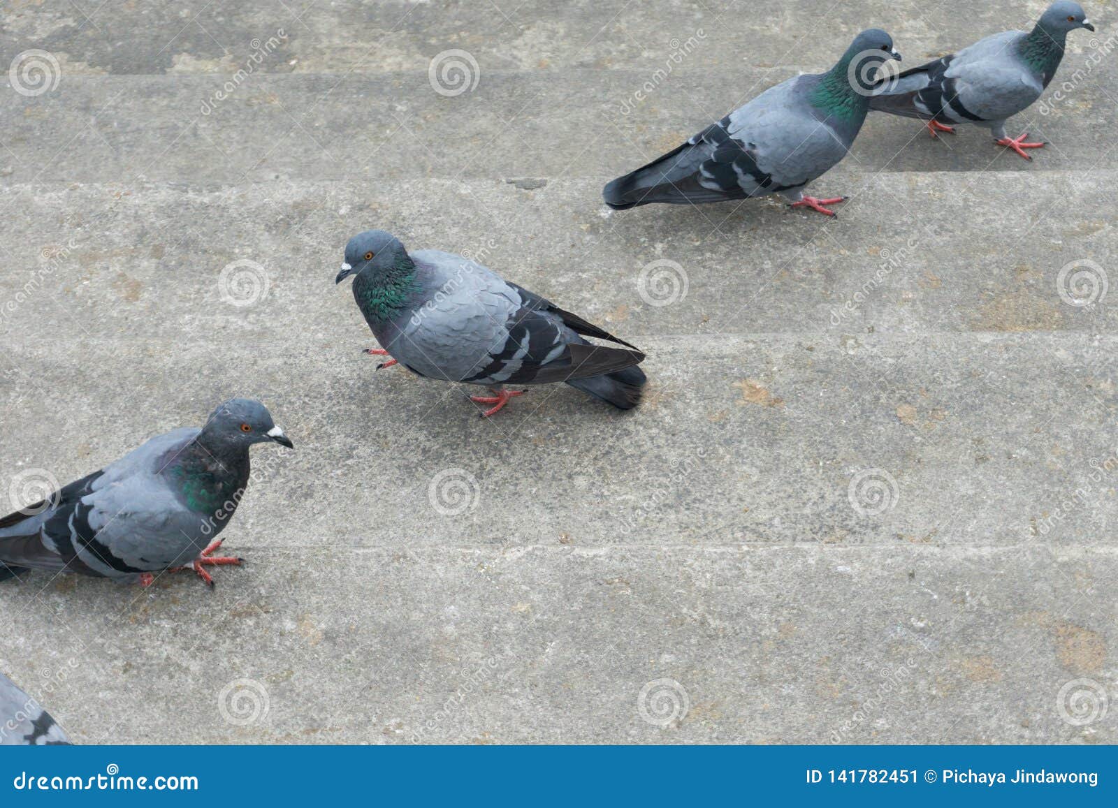 Four Pigeons Sitting On A Fence Royalty-Free Stock Image ...