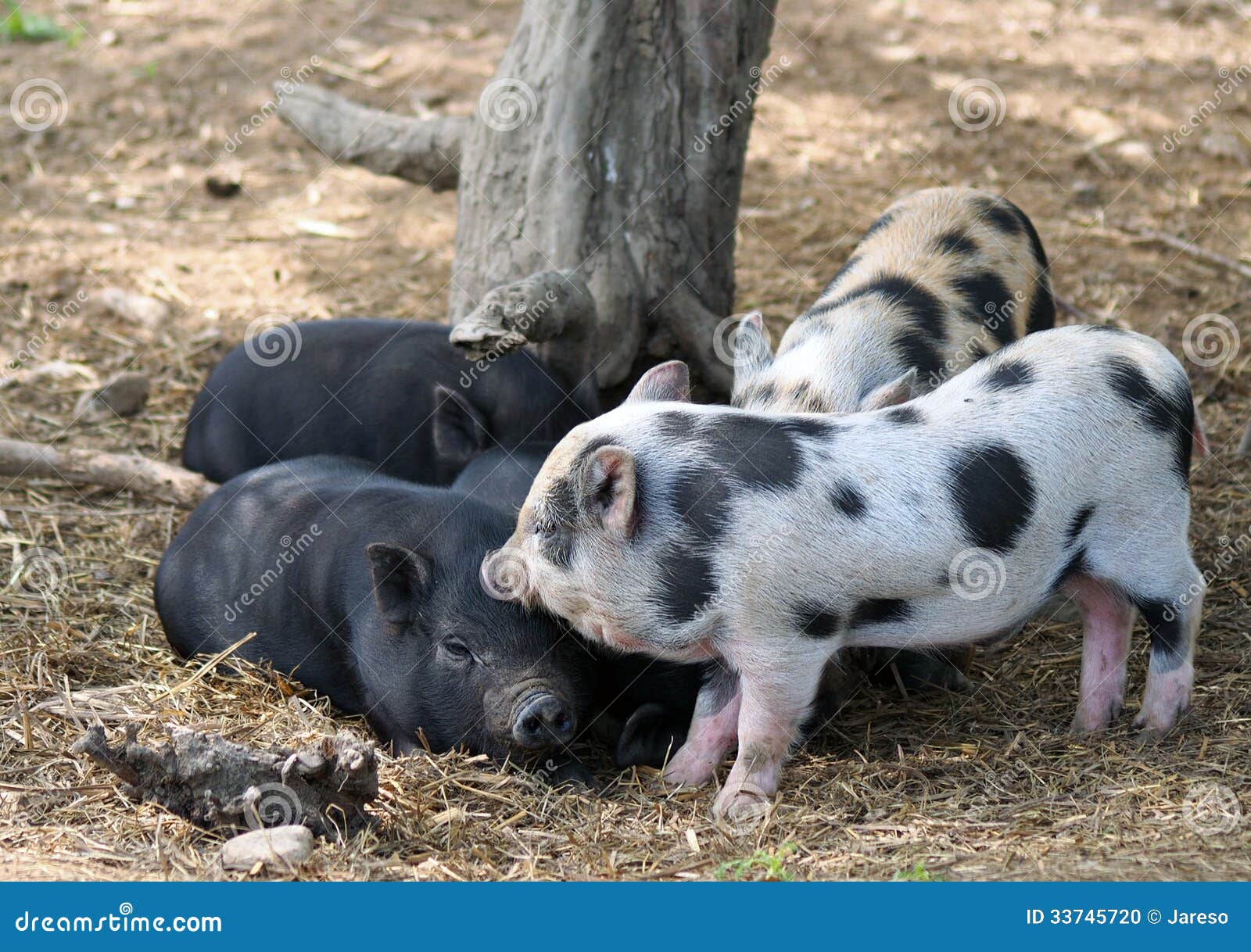 Four Piglets Resting Under Tree Stock Photo - Image of horde, farm ...