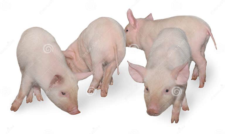 Four pigs stock image. Image of pink, animals, mammal - 8546537