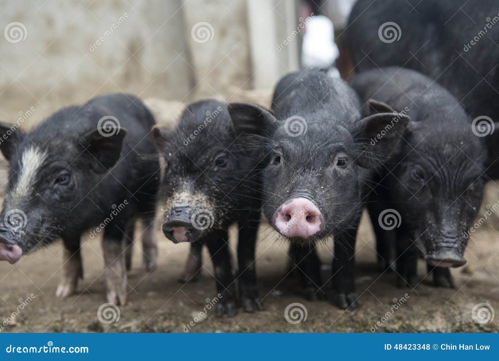 Four pigs stock photo. Image of head, black, four, five - 48423348