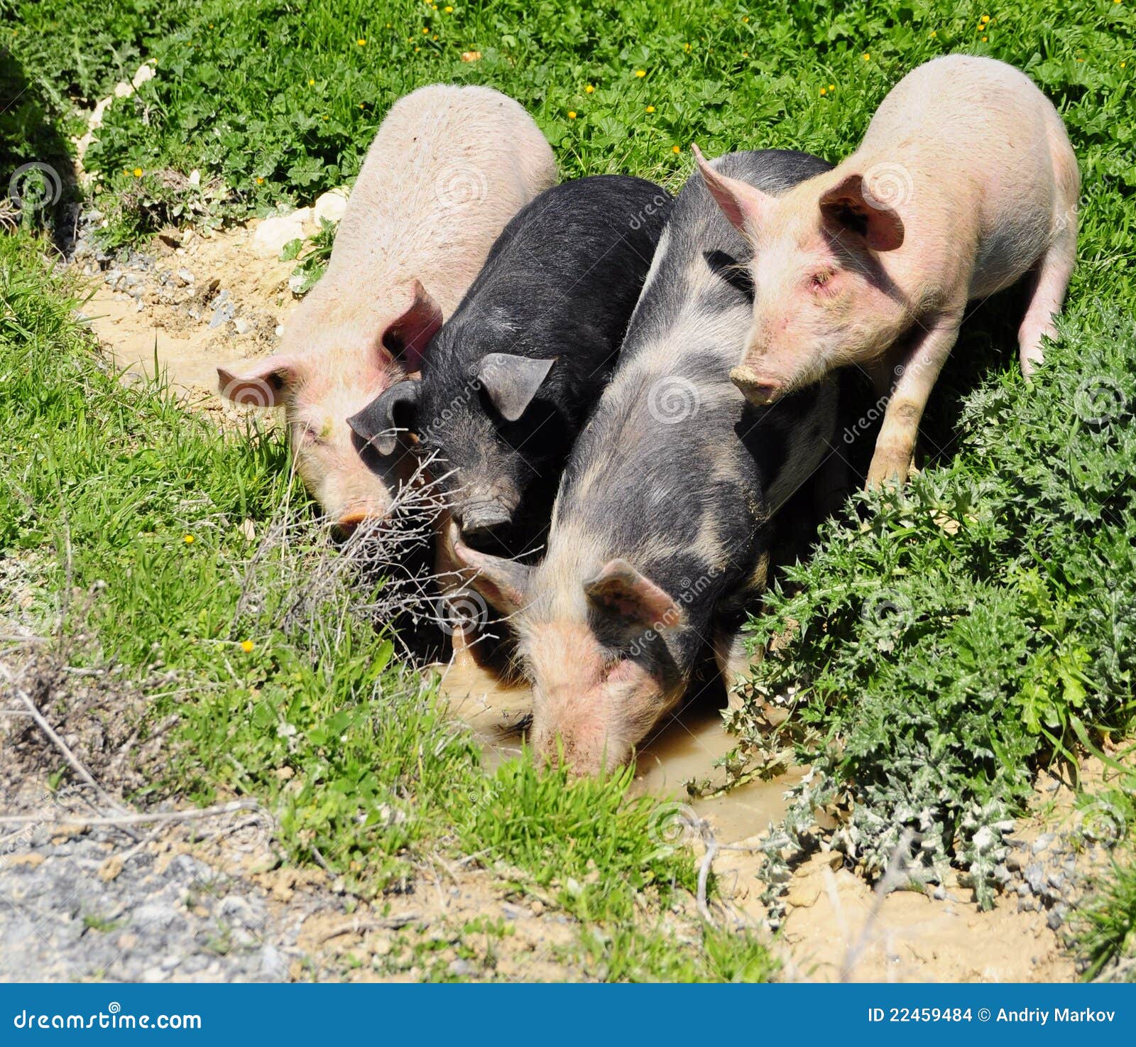Four pigs in a gutter stock photo. Image of group, outdoors - 22459484