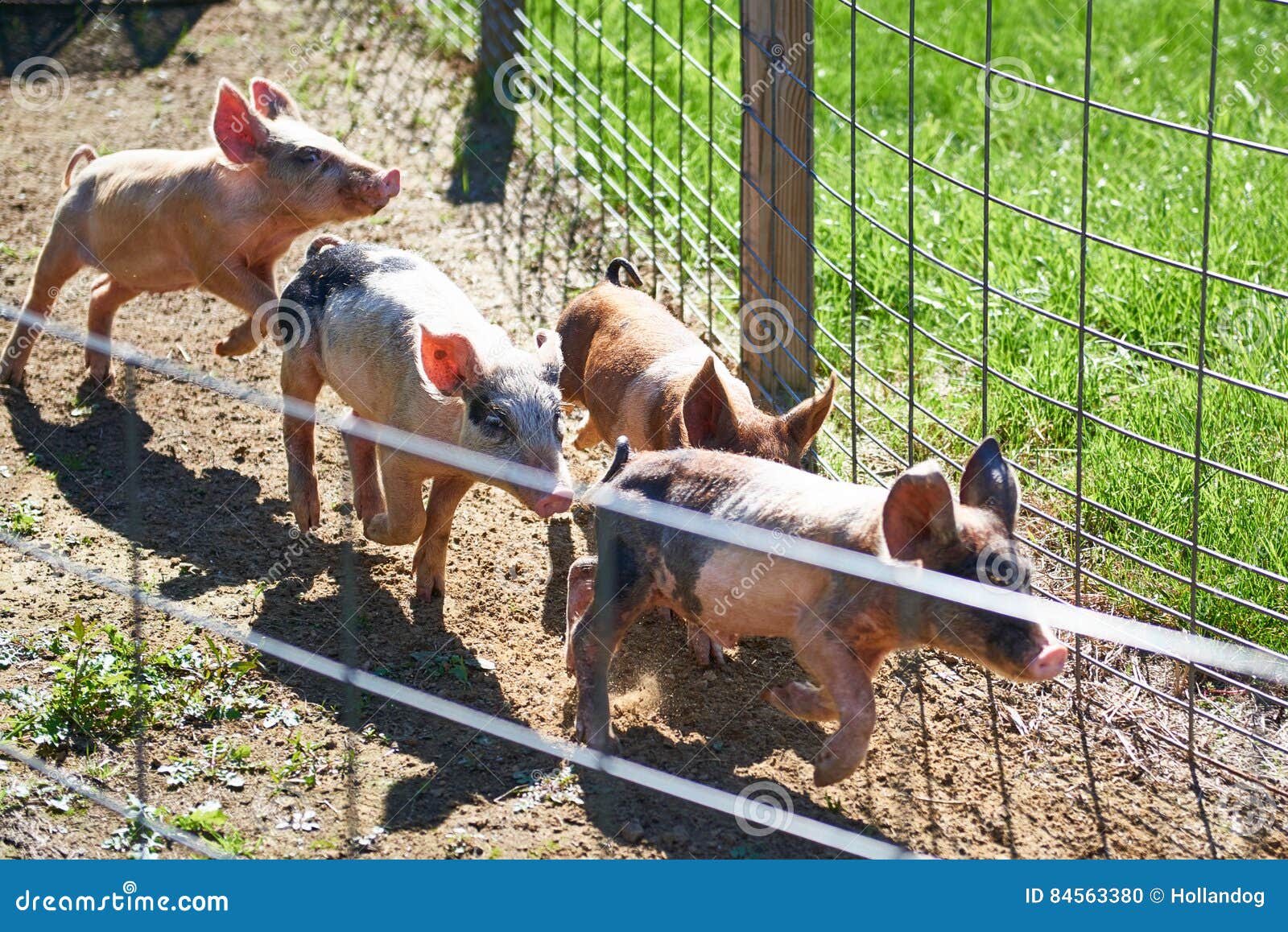 Four Pigs in the Middle of a Race Stock Photo - Image of piglet, pork ...