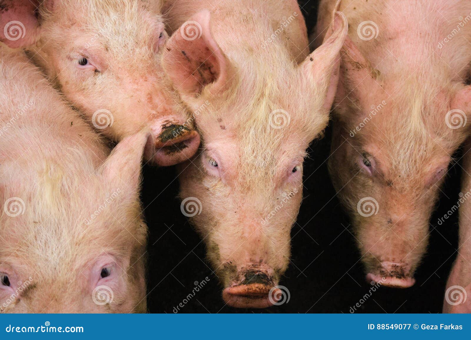 Four pigs in piggery stock image. Image of summer, animal - 88549077