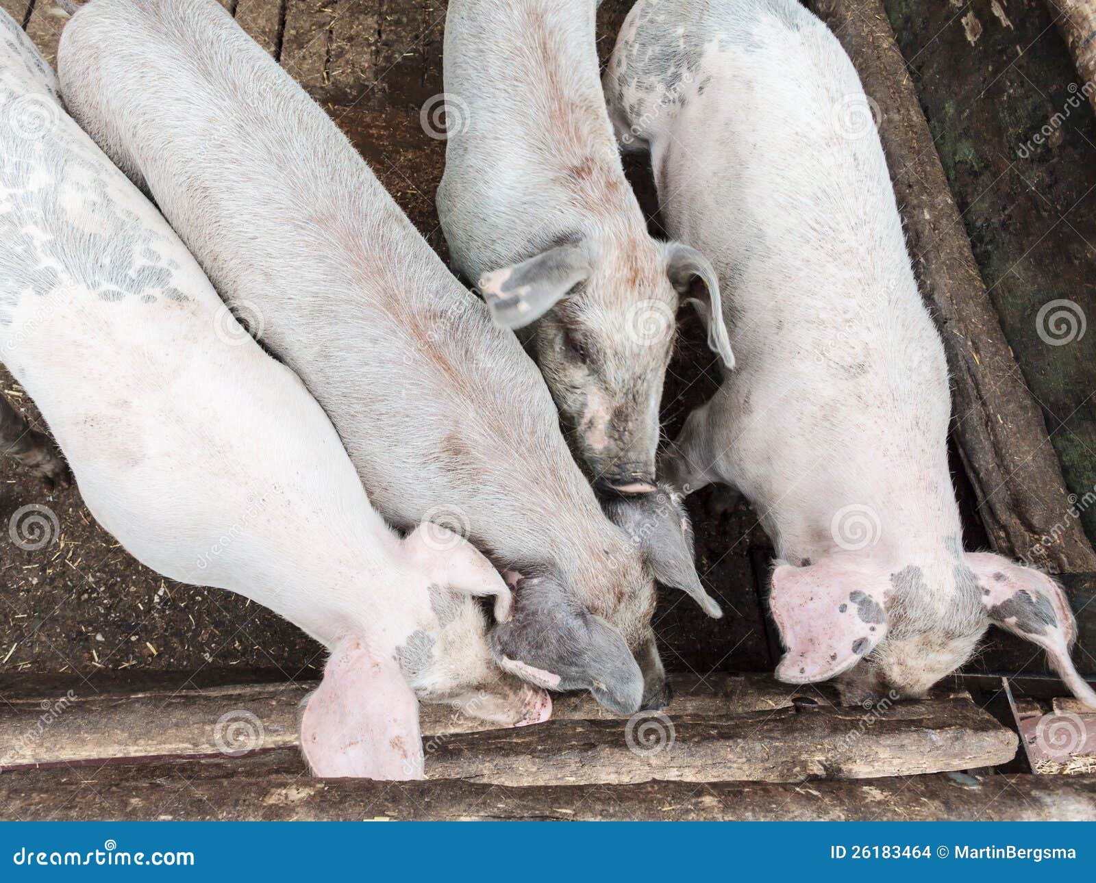 Four pigs in a row stock photo. Image of mammal, wooden - 26183464