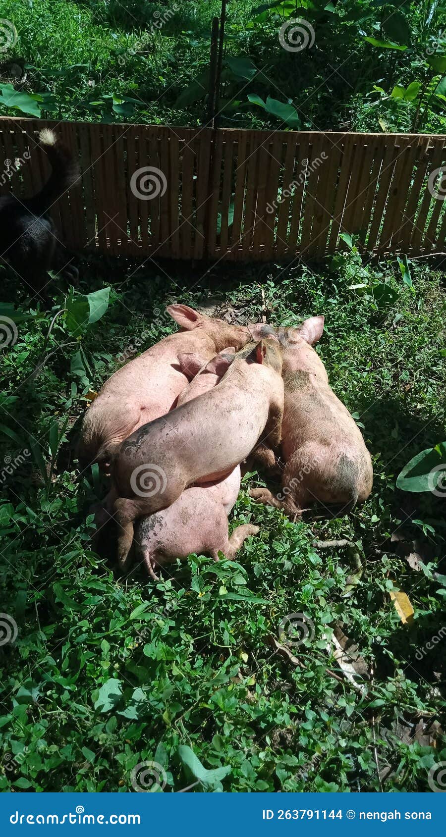 Four Pigs Take a Rest in the Grass Stock Photo - Image of green, plant: 263791144