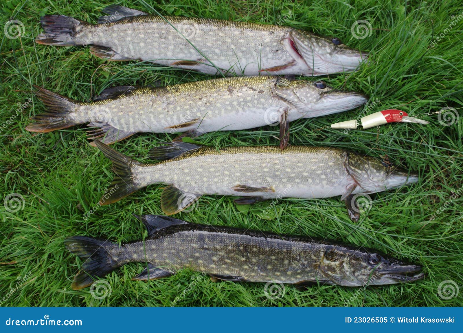 Four pikes stock image. Image of animal, fresh, esox - 23026505
