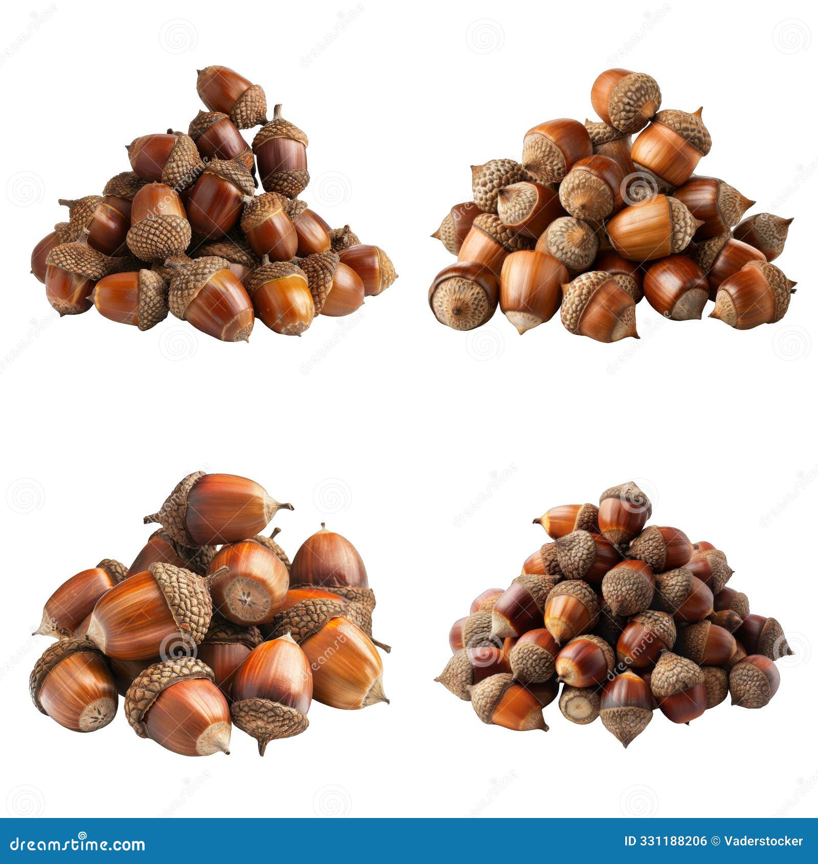 Four Piles of Brown Acorns stock illustration. Illustration of tree ...