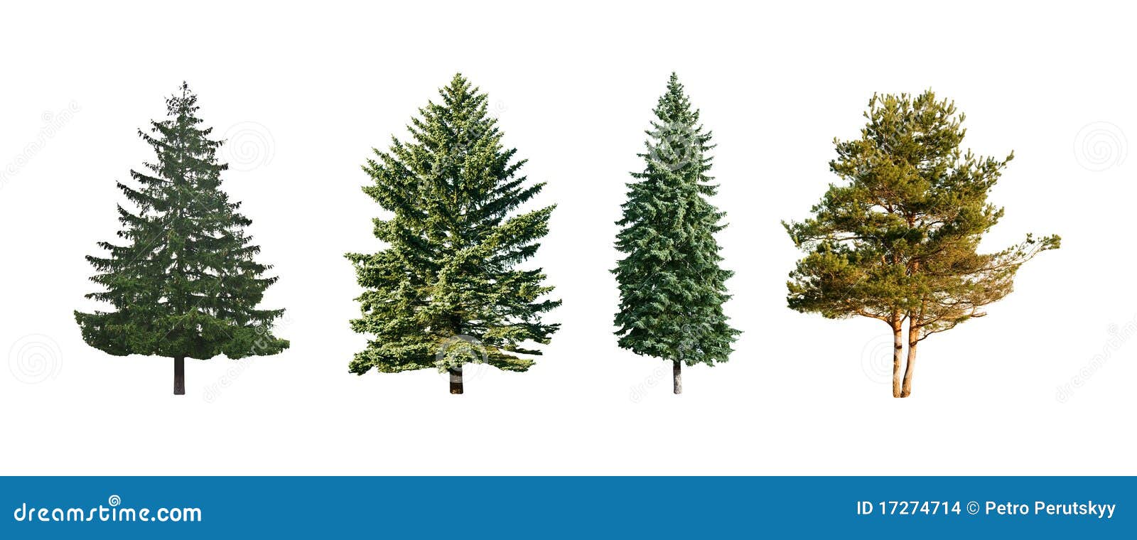 Four pine stock photo. Image of twig, green, nature, isolated - 17274714