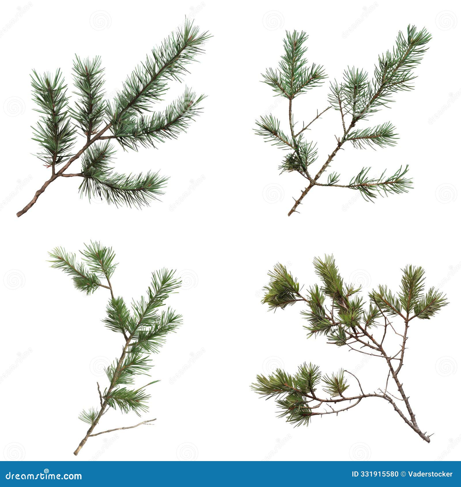Four Pine Branches Isolated on White Background Stock Illustration ...