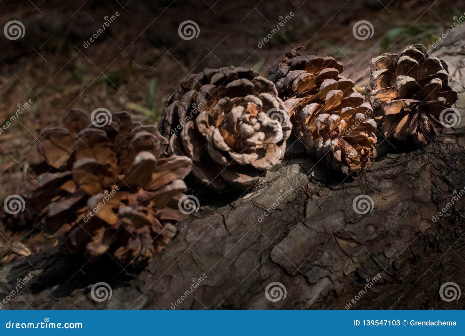 Four Pine Tree Cone Line Up at a Pine Log Stock Image - Image of ...