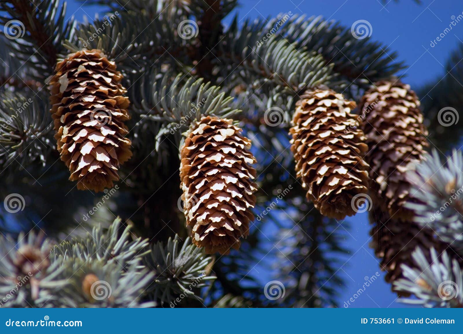 Four Pinecones stock image. Image of evergreen, sunlight - 753661