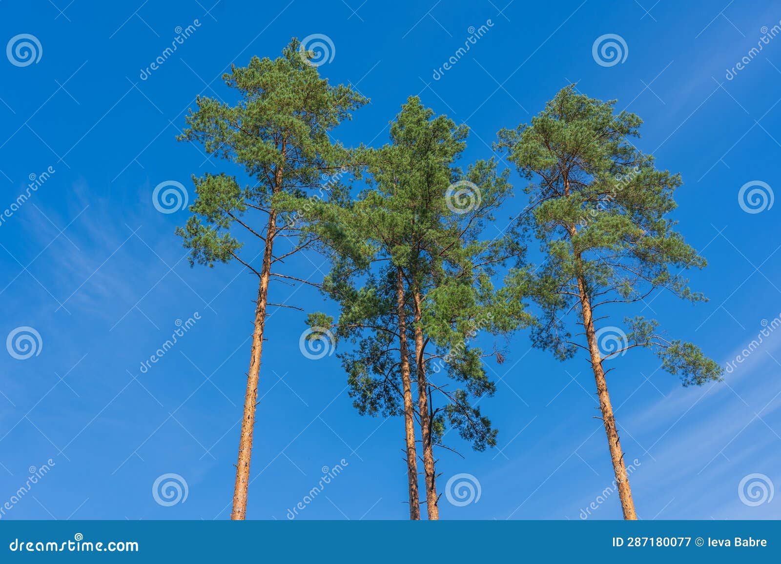 Four Pines Against a Blue Sky Stock Image - Image of trees, four: 287180077
