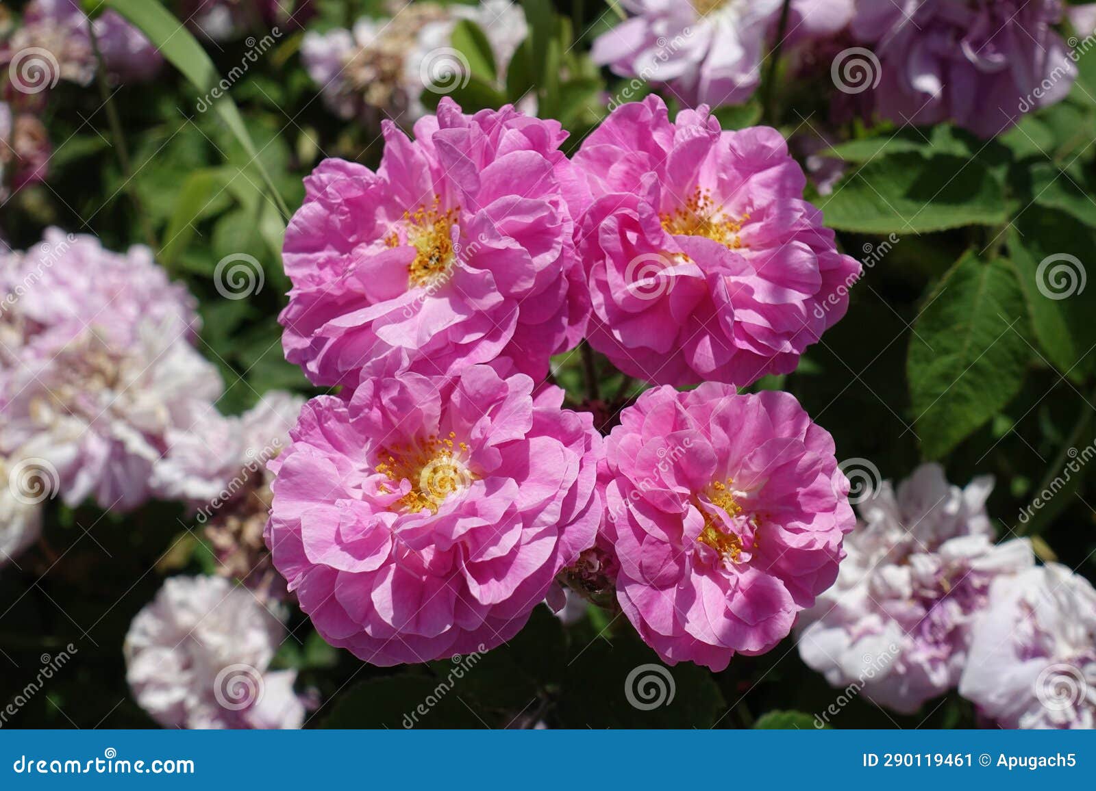 Four Pink Flowers of Semi-double Roses in June Stock Image - Image of ...
