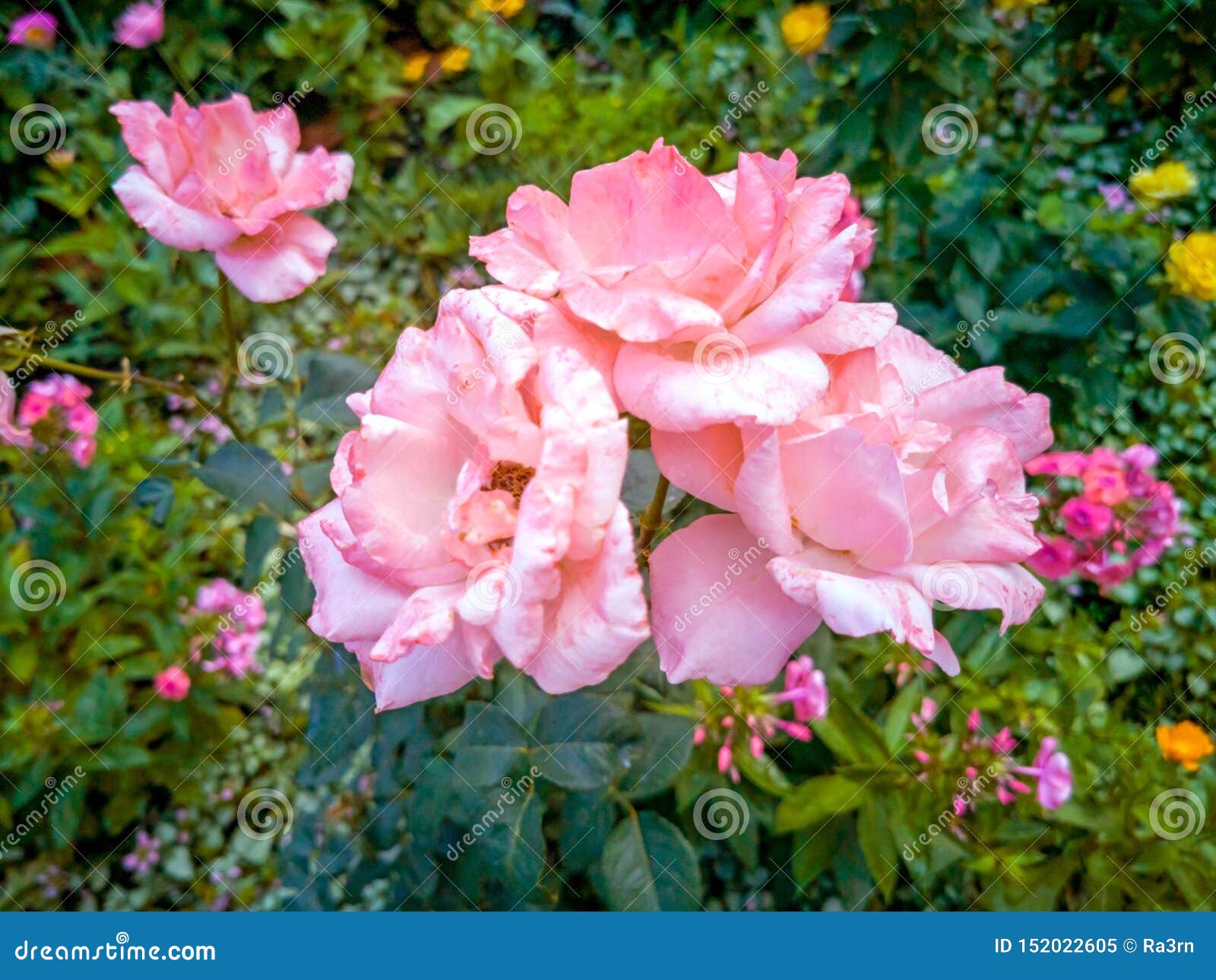 Four pink roses stock image. Image of botany, flower - 152022605