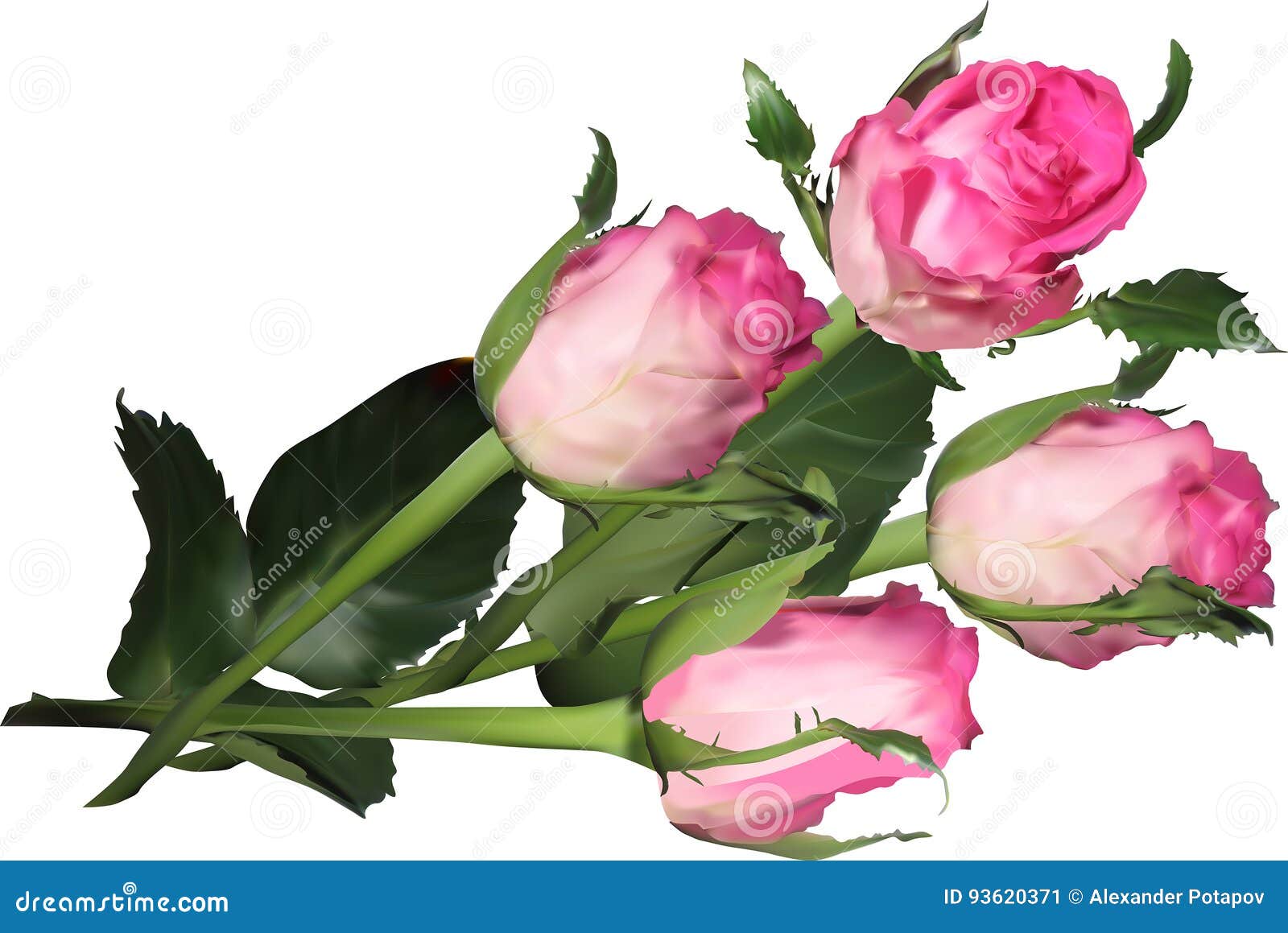 Four Pink Roses Isolated on White Stock Vector - Illustration of ...