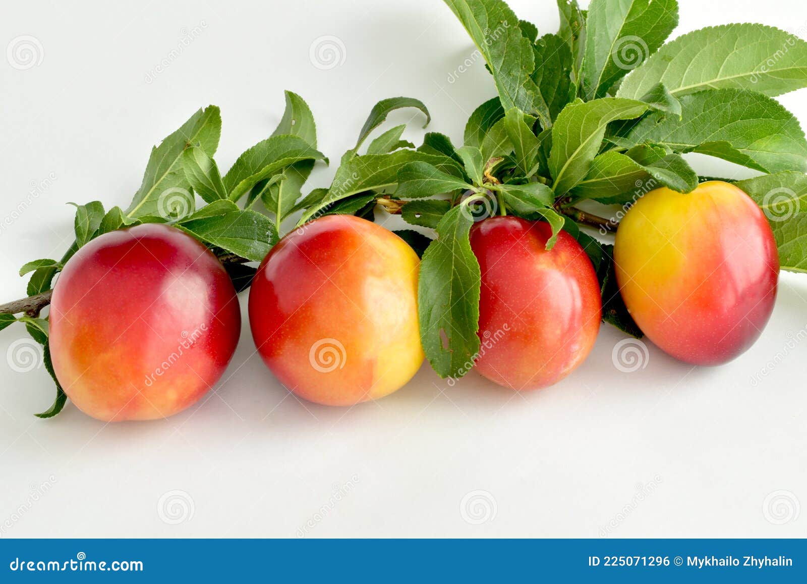 Four Plums are in a Row on the Table. Stock Photo - Image of summer ...