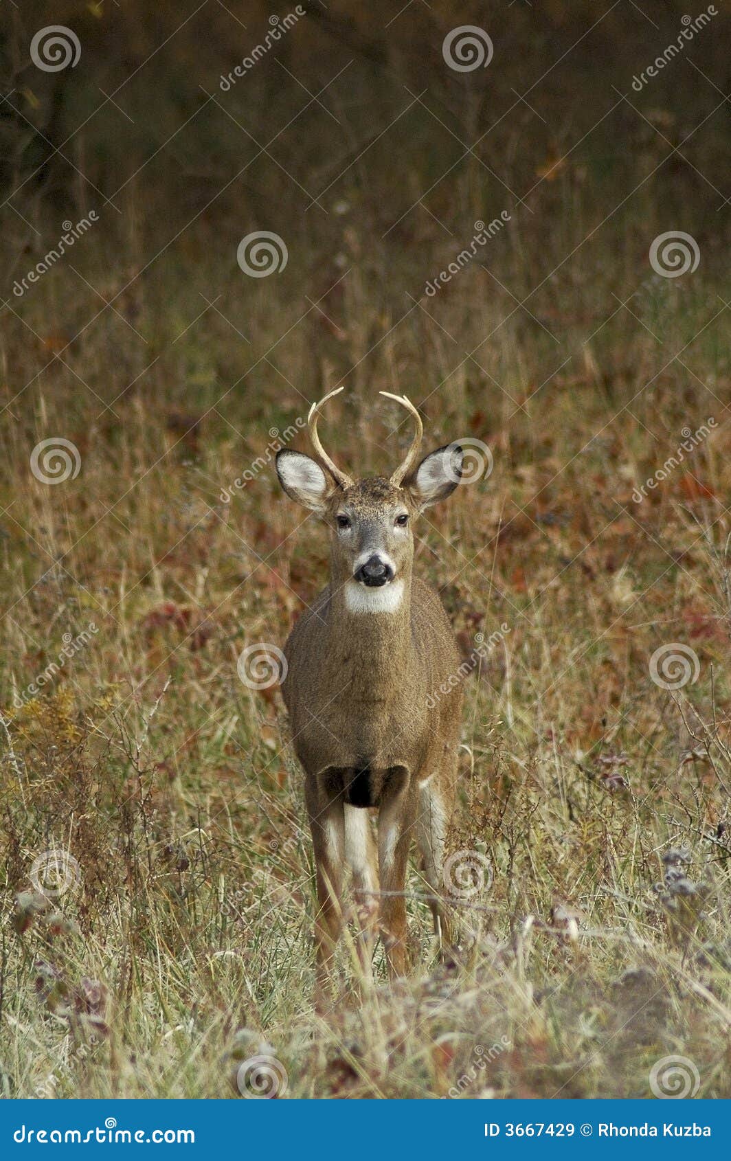 Four Point Buck Picture. Image: 3667429