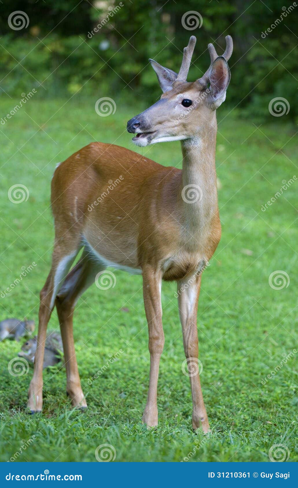 Four pointer stock image. Image of buck, deer, brown - 31210361